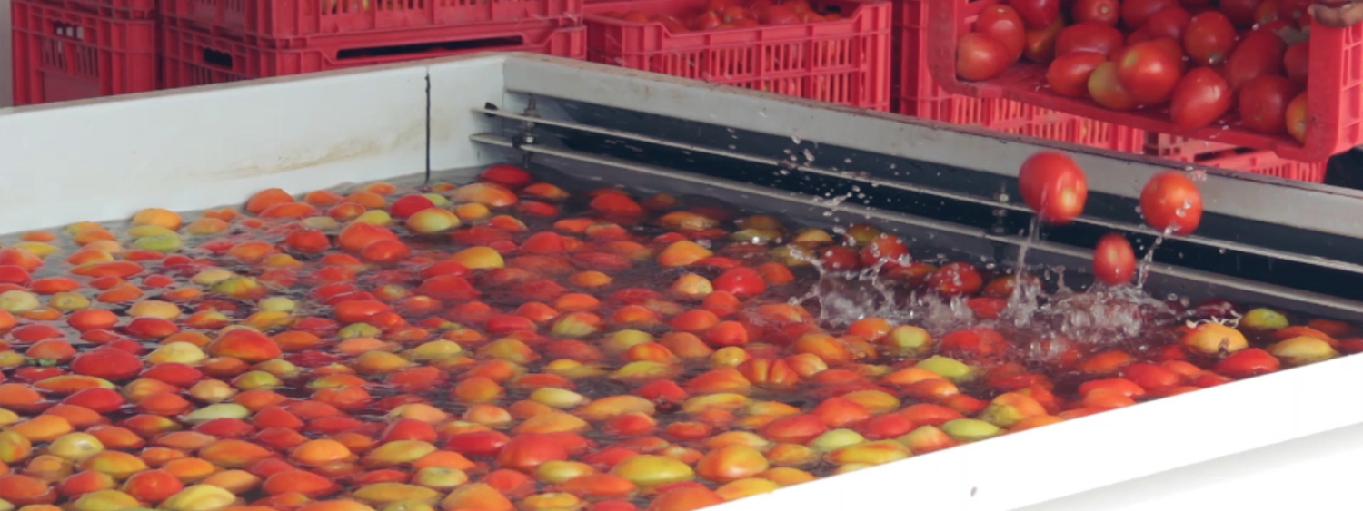 Inocuidad en frutas y verduras – Enriqueta & Asociados